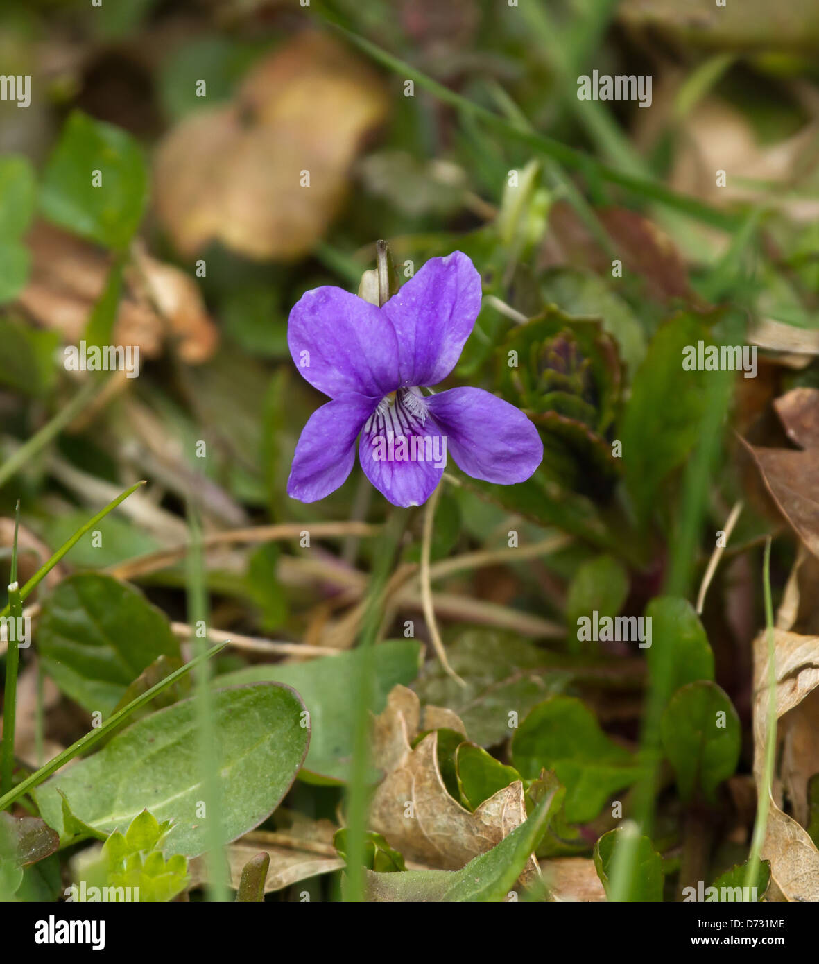 Common dog violet and butterfly hi-res stock photography and images - Alamy