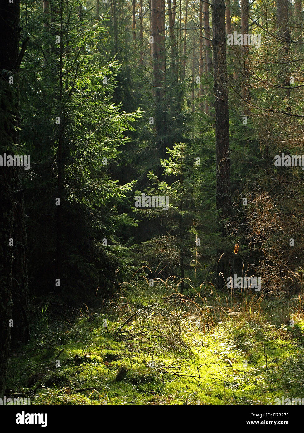 light in dark forest Stock Photo - Alamy