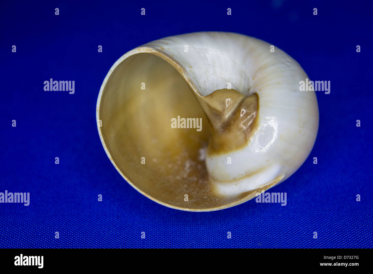 Still life seashell hi-res stock photography and images - Alamy