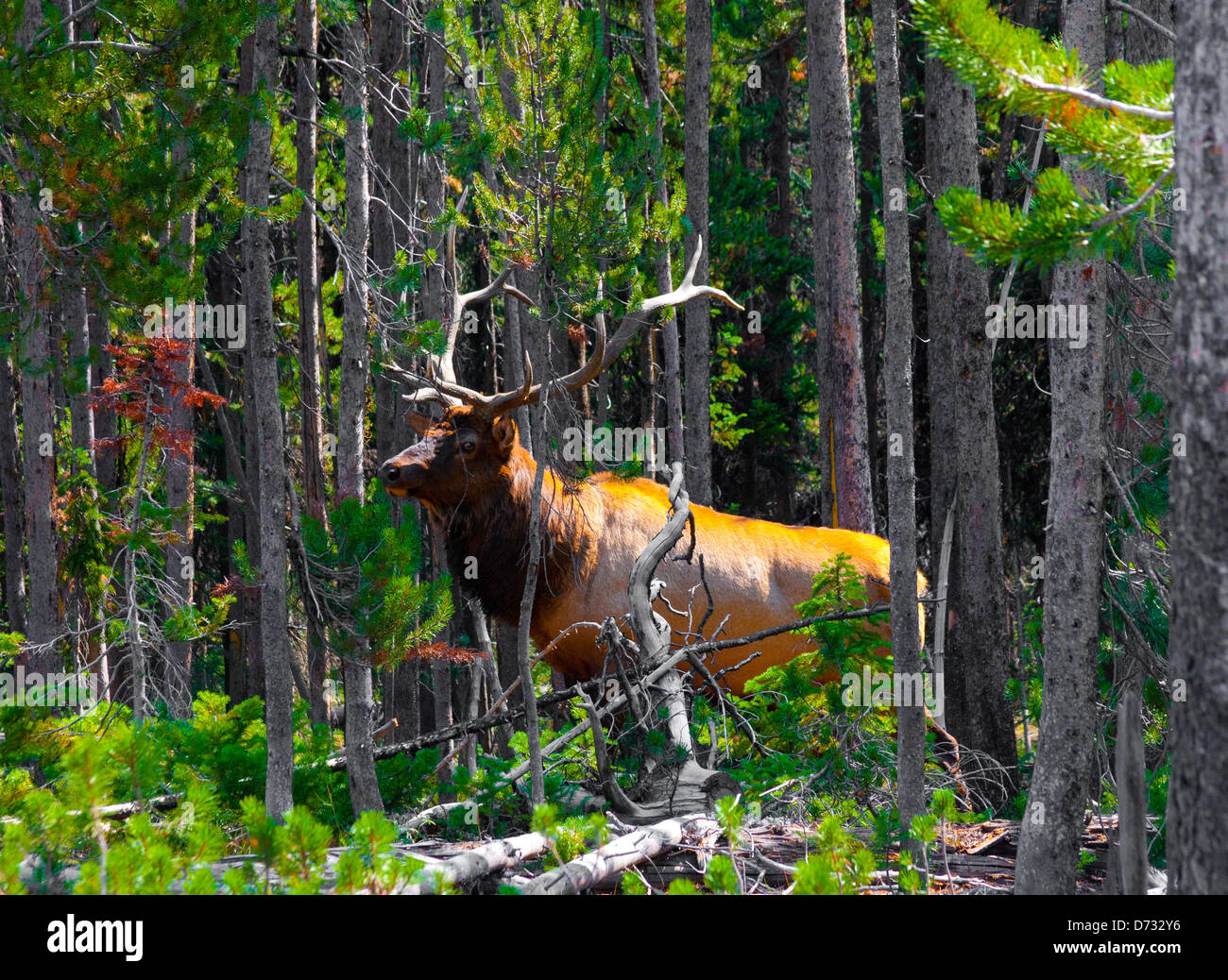 Elk In The Rainforest