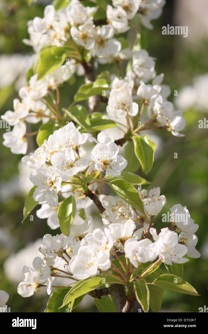 Apple blossom in sunshine spring Stock Photo - Alamy
