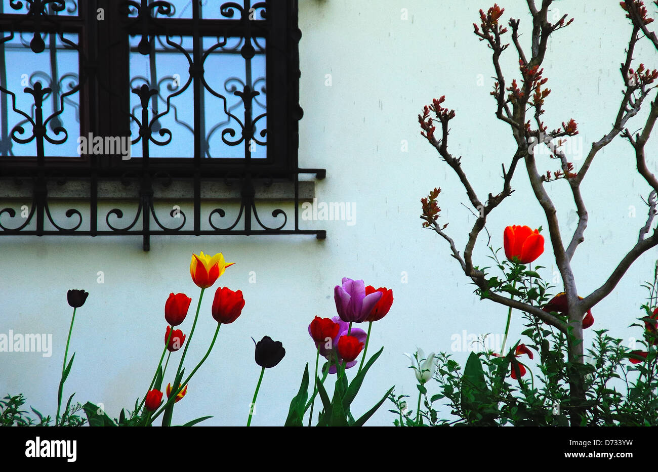 Tulips in the garden of a Venetian villa Stock Photo - Alamy