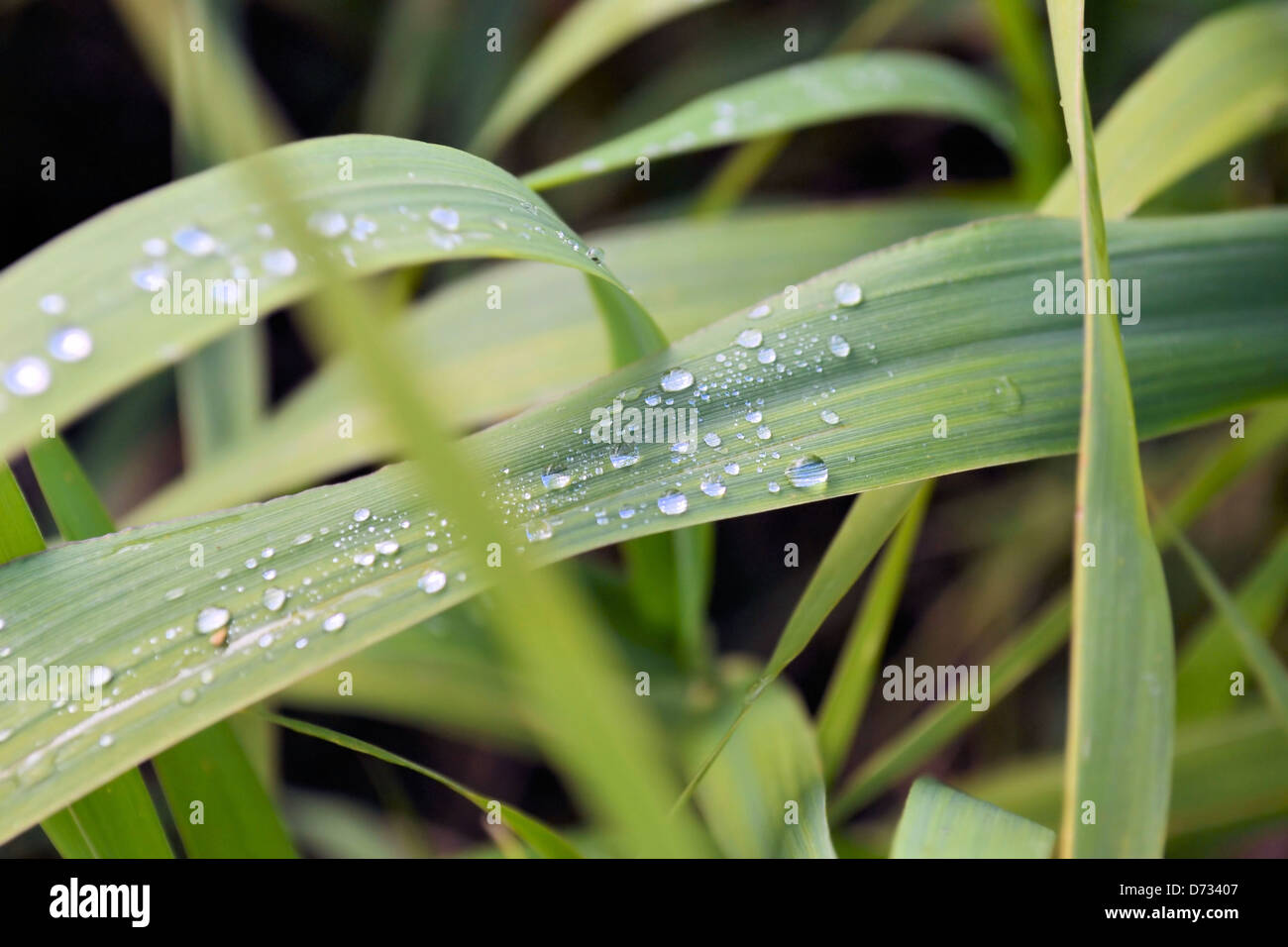 Food coloring drop in hi-res stock photography and images - Alamy