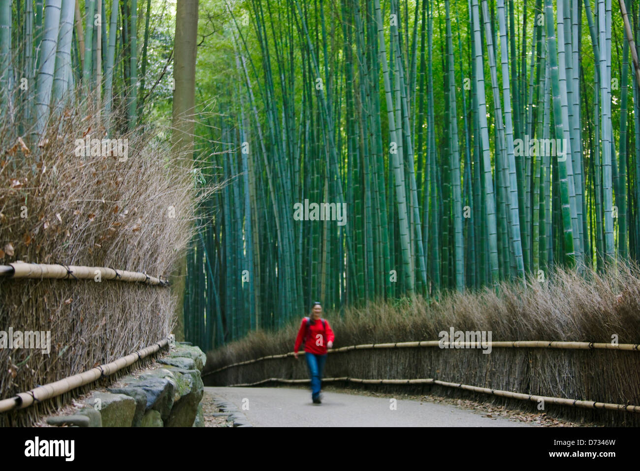 Tourist in the bamboo forest in Arashiyama, Kyoto, Japan Stock Photo ...