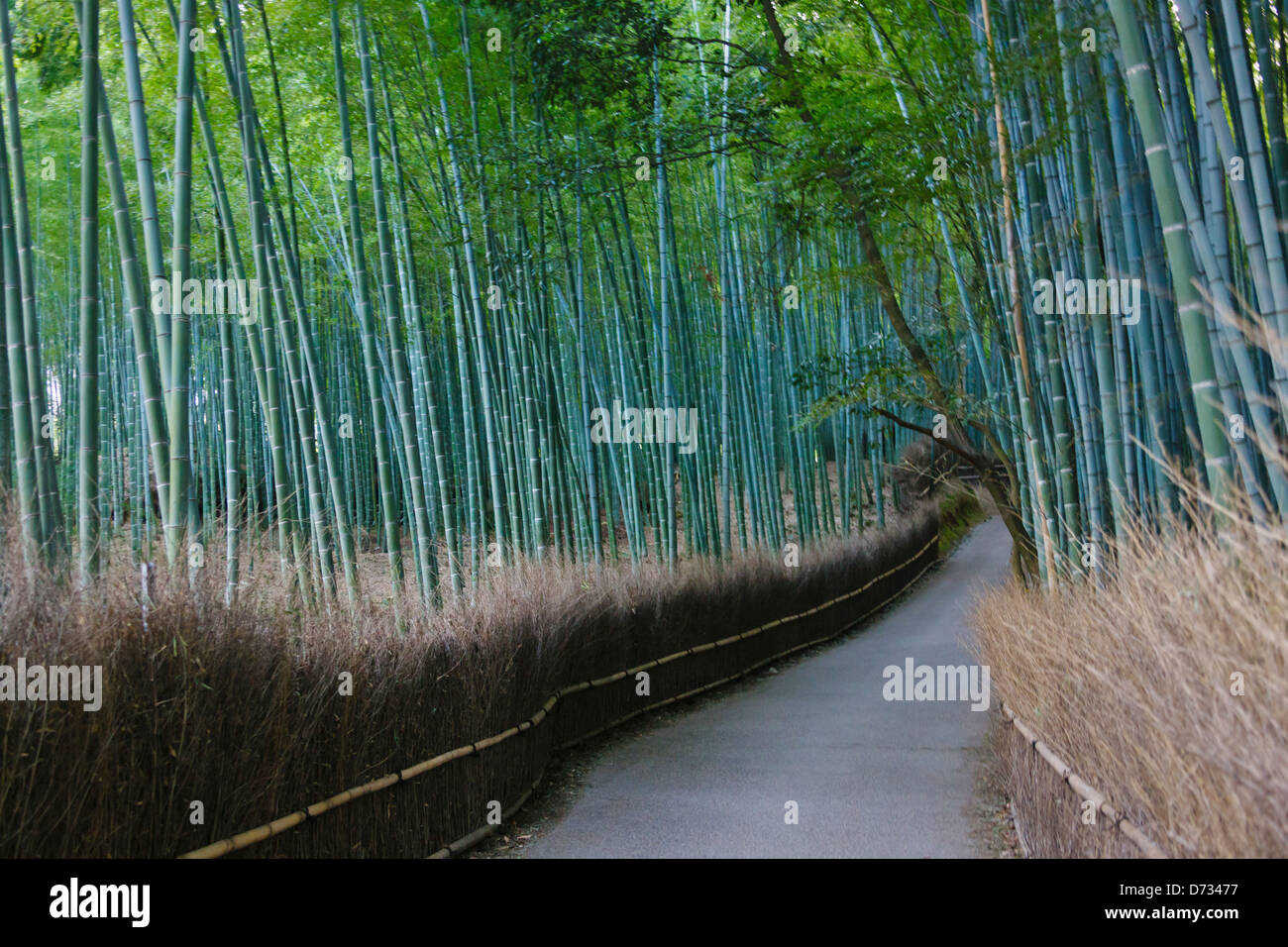 Bamboo forest in Arashiyama, Kyoto, Japan Stock Photo - Alamy