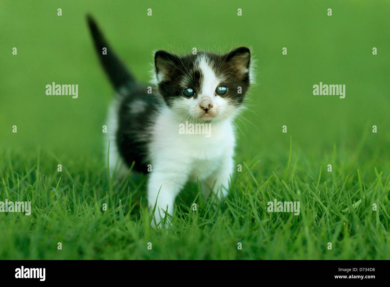 Adorable Baby Kitten Outdoors in Grass Stock Photo - Alamy