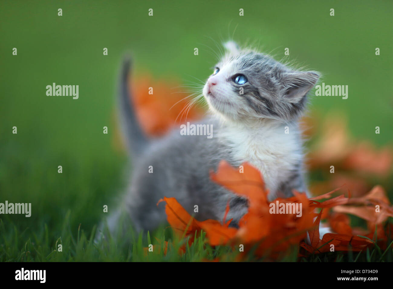 Adorable Baby Kitten Outdoors in Grass Stock Photo - Alamy