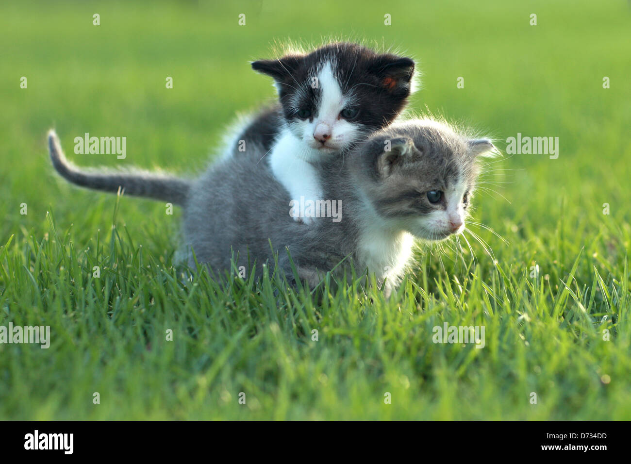 Adorable Baby Kitten Outdoors in Grass Stock Photo - Alamy