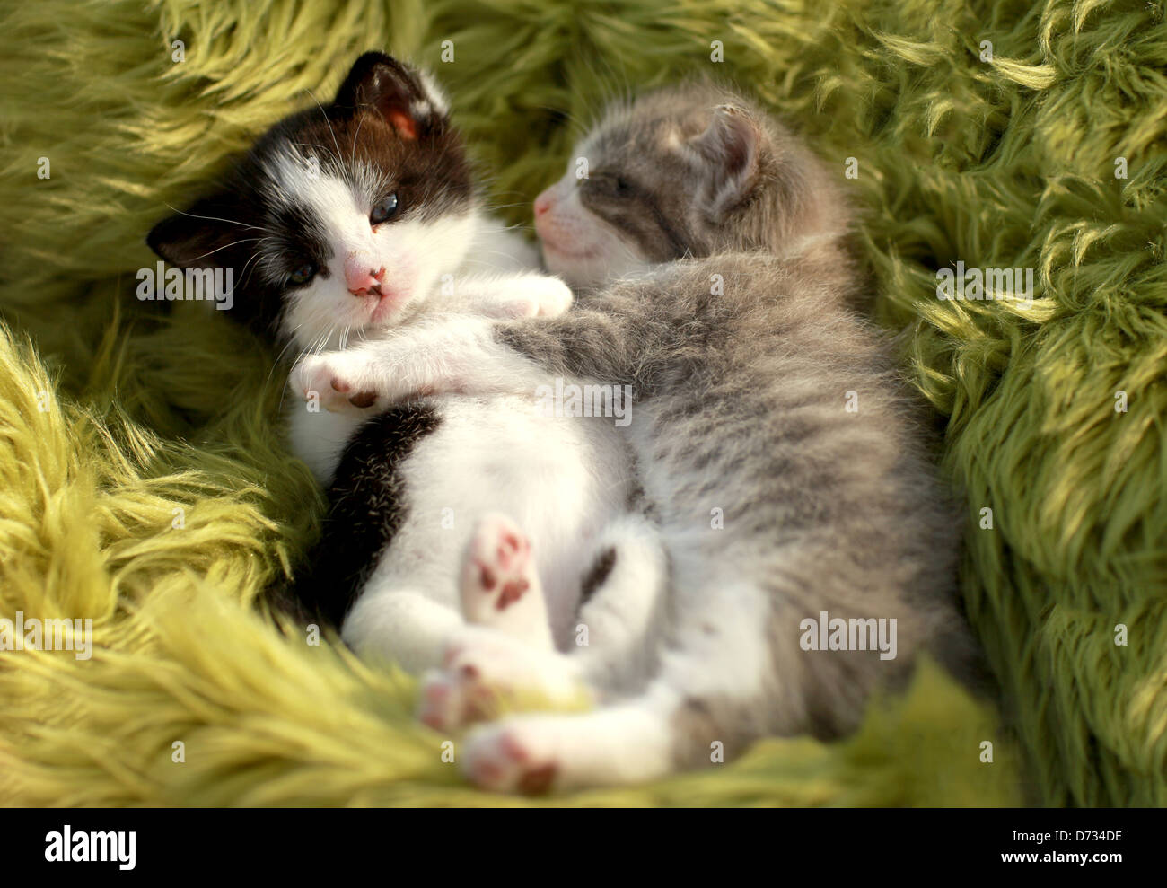 Adorable Baby Kitten Outdoors in Grass Stock Photo - Alamy