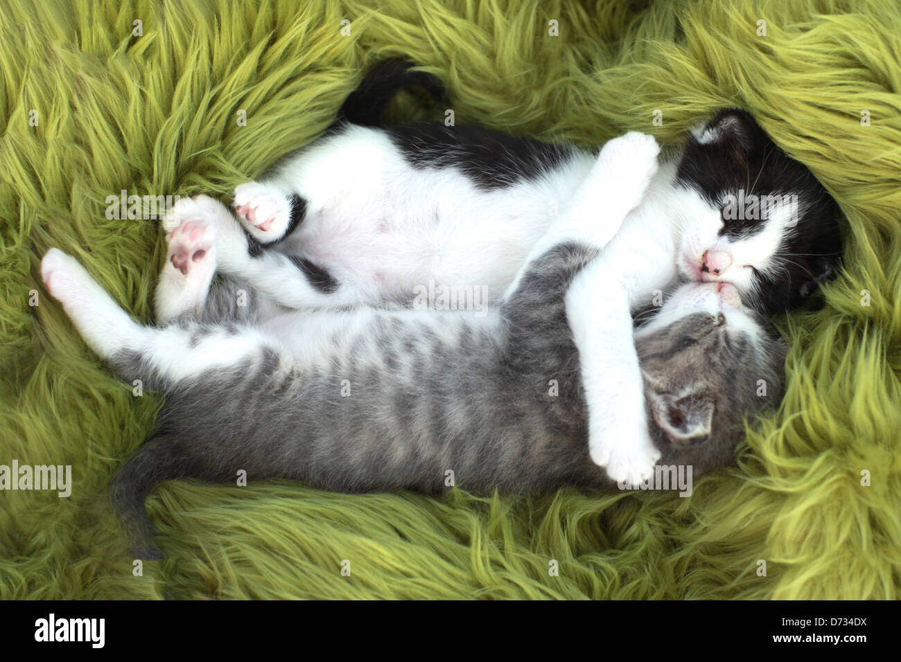Adorable Baby Kitten Outdoors in Grass Stock Photo - Alamy