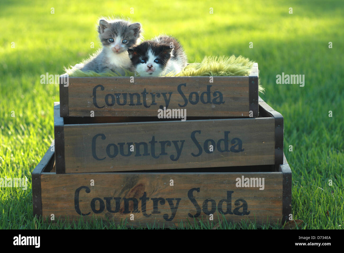 Adorable Baby Kitten Outdoors in Grass Stock Photo - Alamy