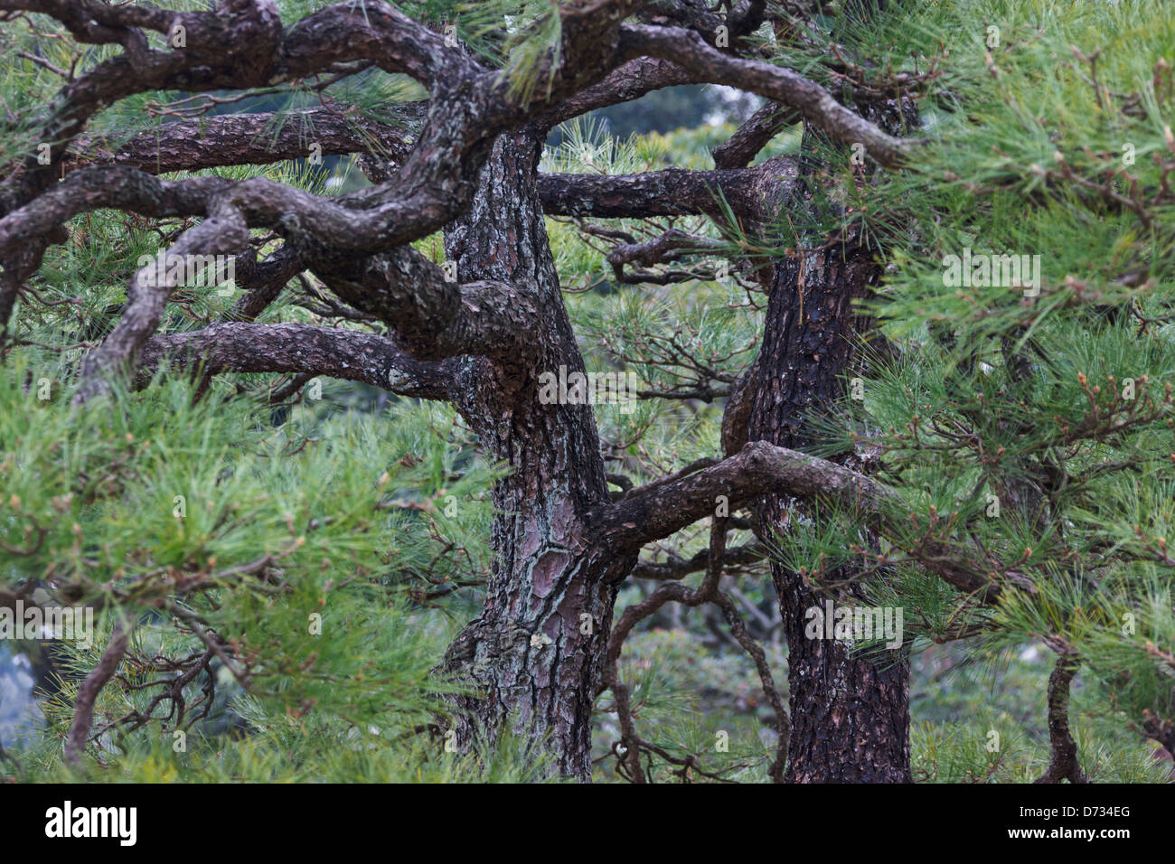 Japan pine trees hi-res stock photography and images - Alamy