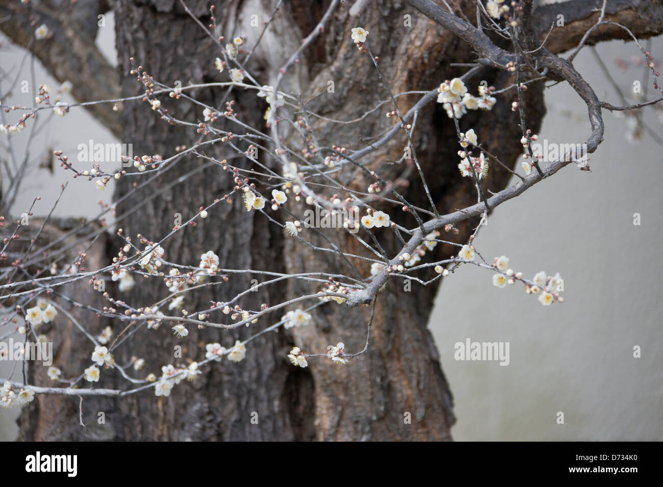 Plum tree blooming, Kyoto, Japan Stock Photo - Alamy