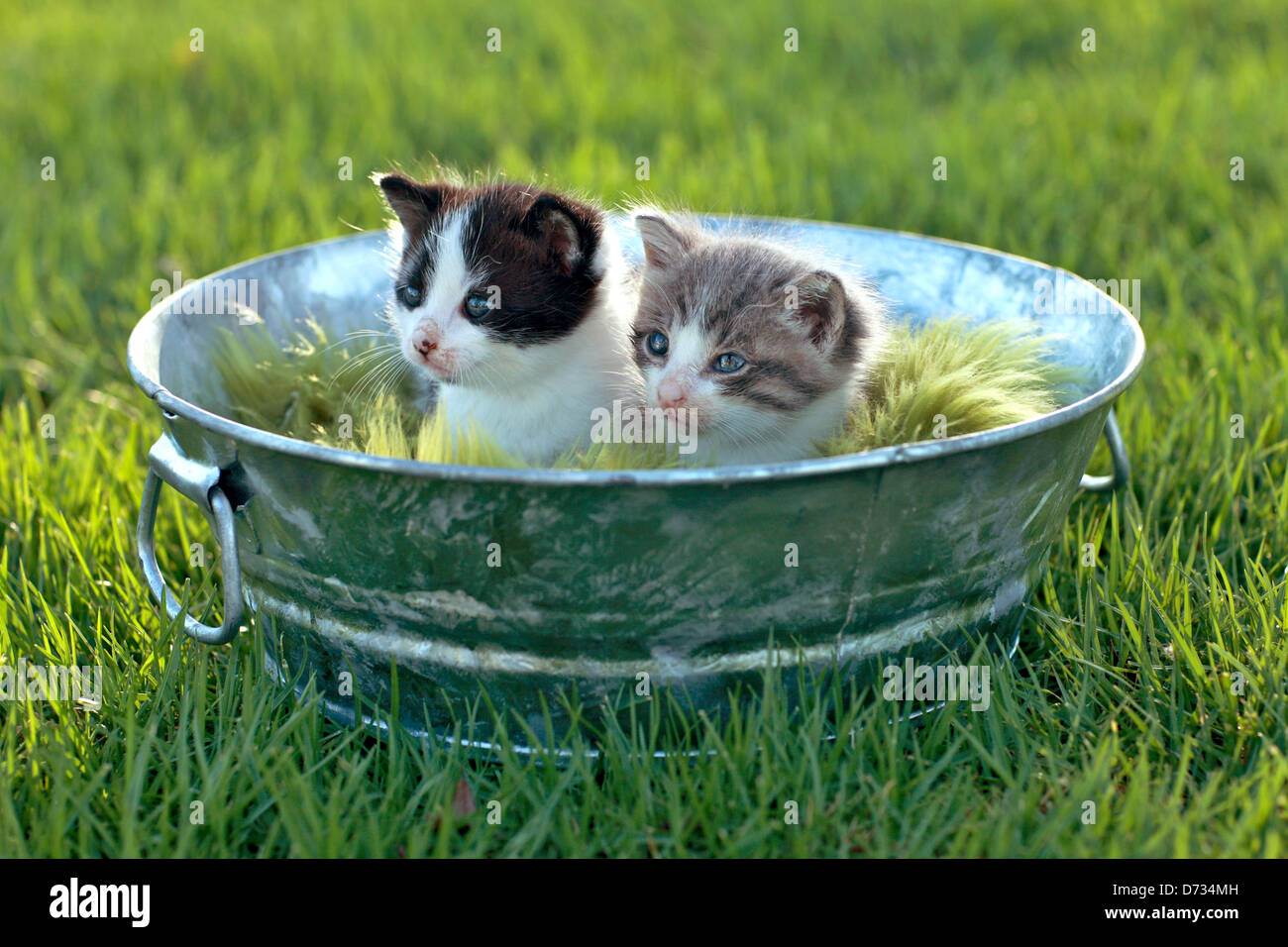 Adorable Baby Kitten Outdoors in Grass Stock Photo - Alamy