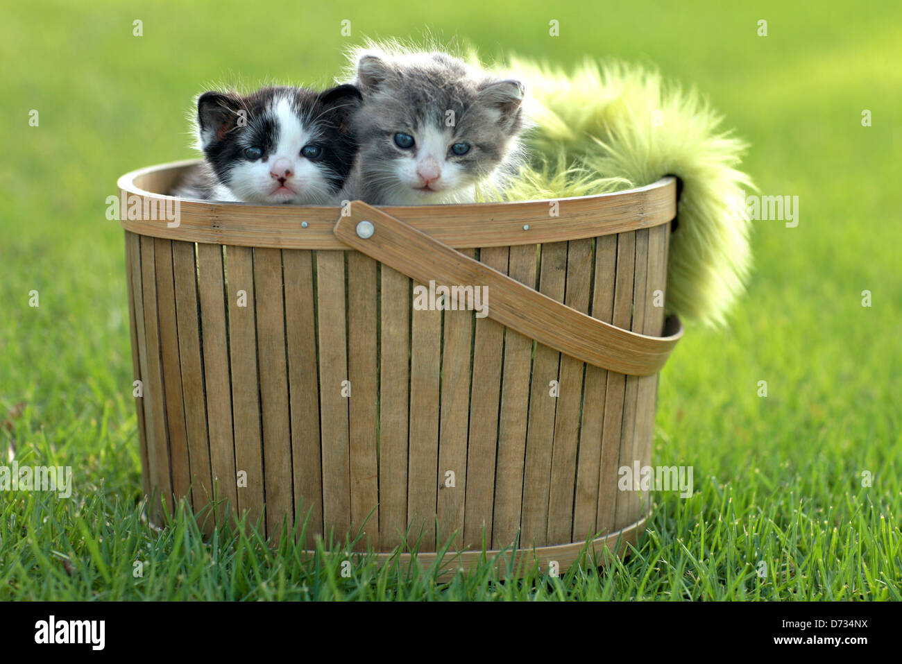 Adorable Baby Kitten Outdoors in Grass Stock Photo - Alamy