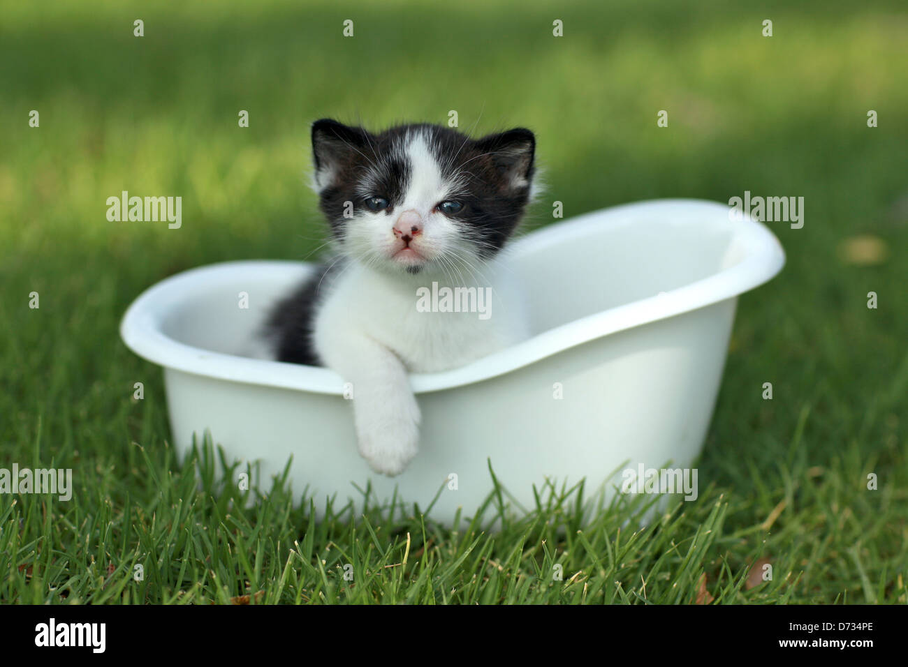 Adorable Baby Kitten Outdoors in Grass Stock Photo - Alamy