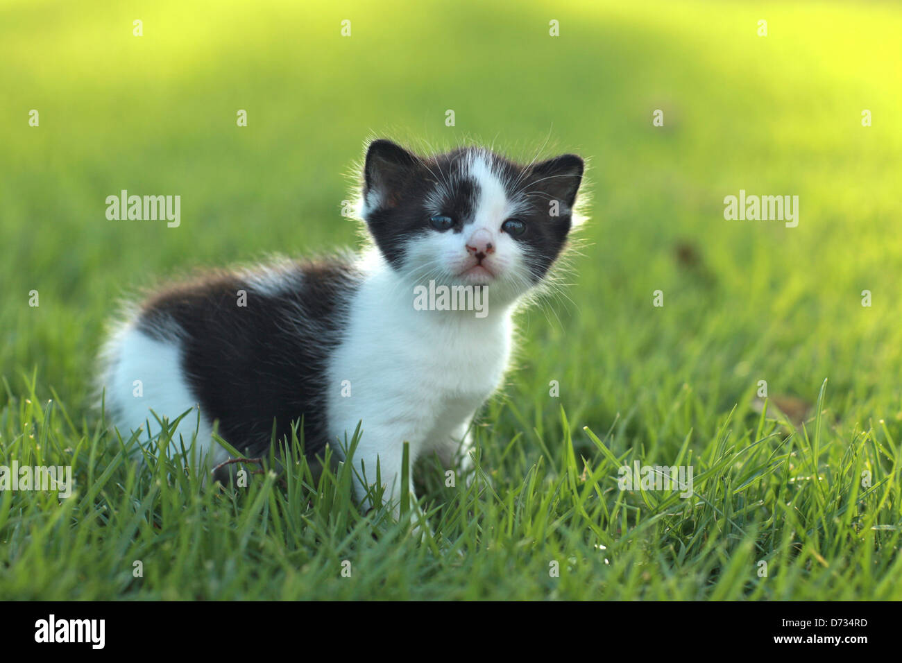 Adorable Baby Kitten Outdoors in Grass Stock Photo - Alamy