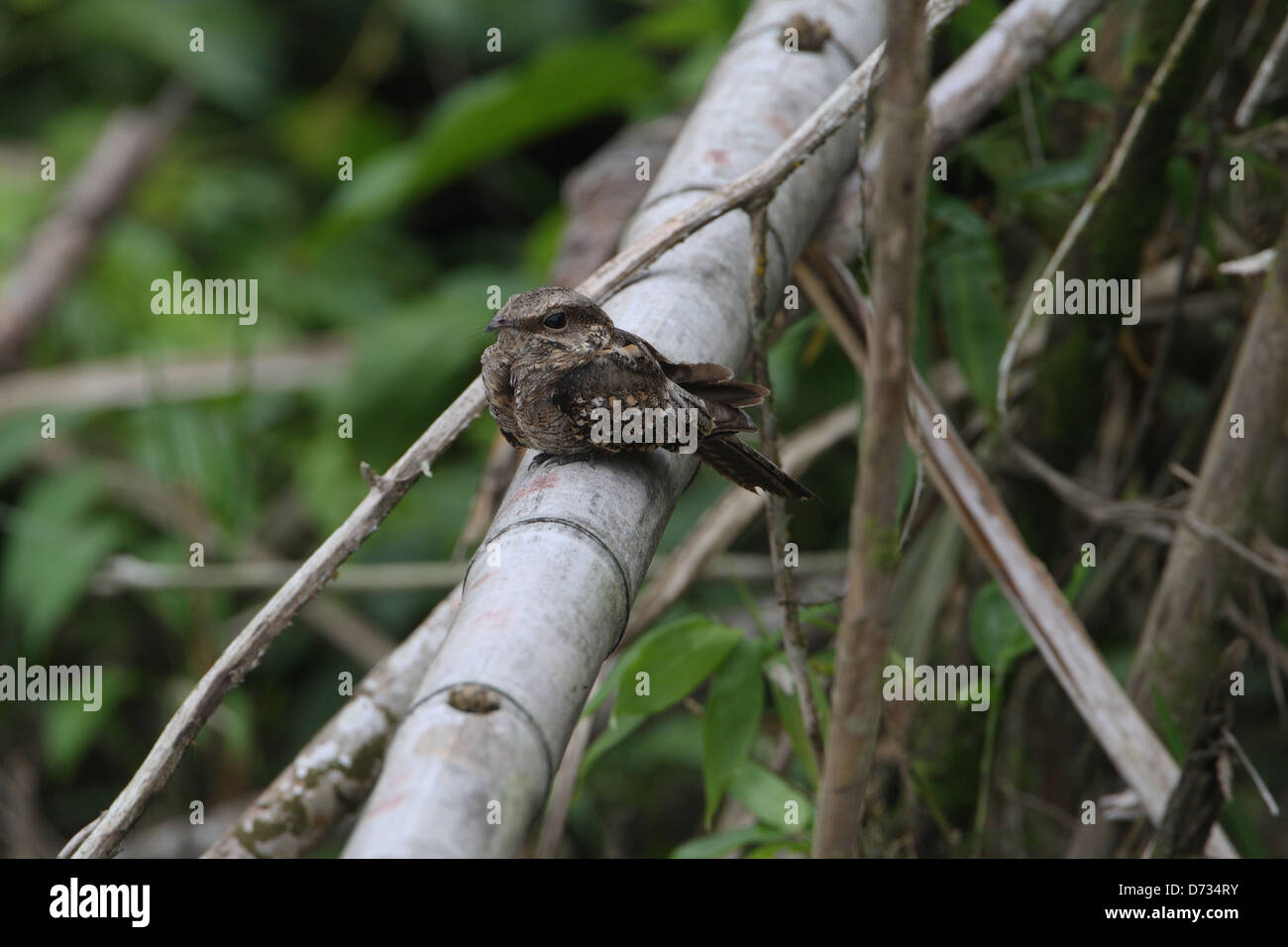 Nightjar feathers hi-res stock photography and images - Alamy