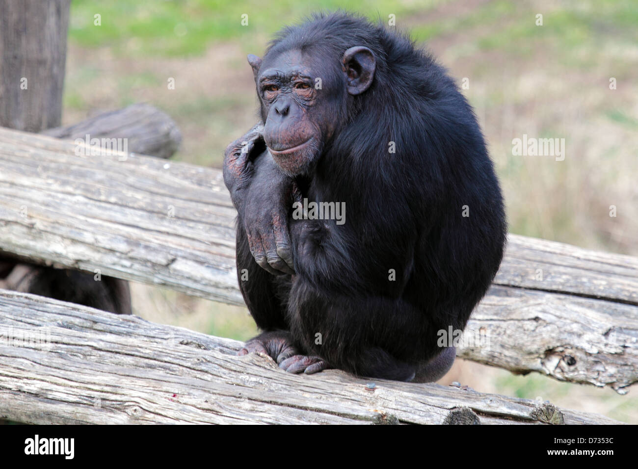 A chimpanzee (Pan Troglodytes) in a zoo, sitting on a platform Stock ...