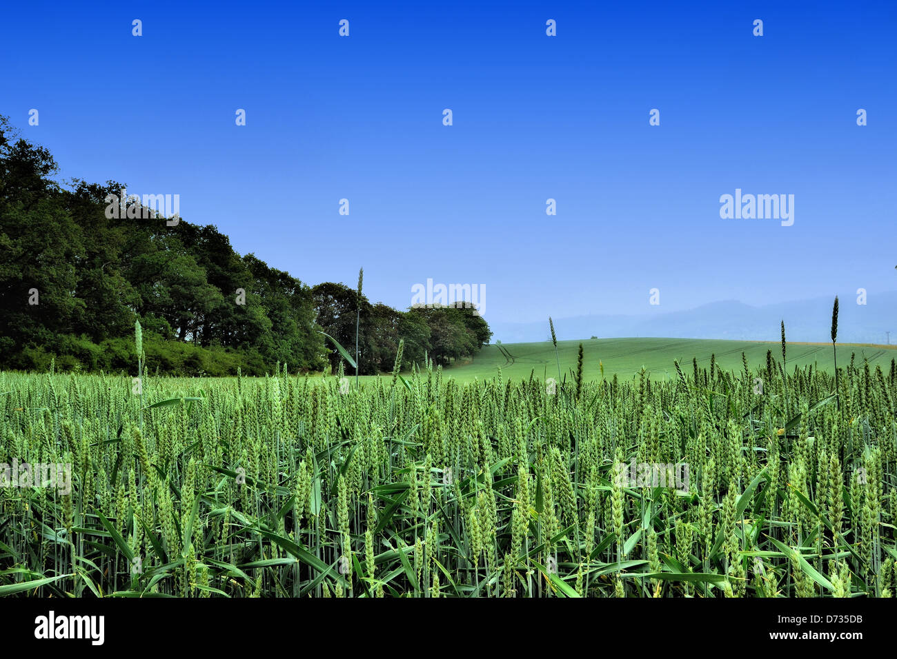 Trees growing horizontally hi-res stock photography and images - Alamy