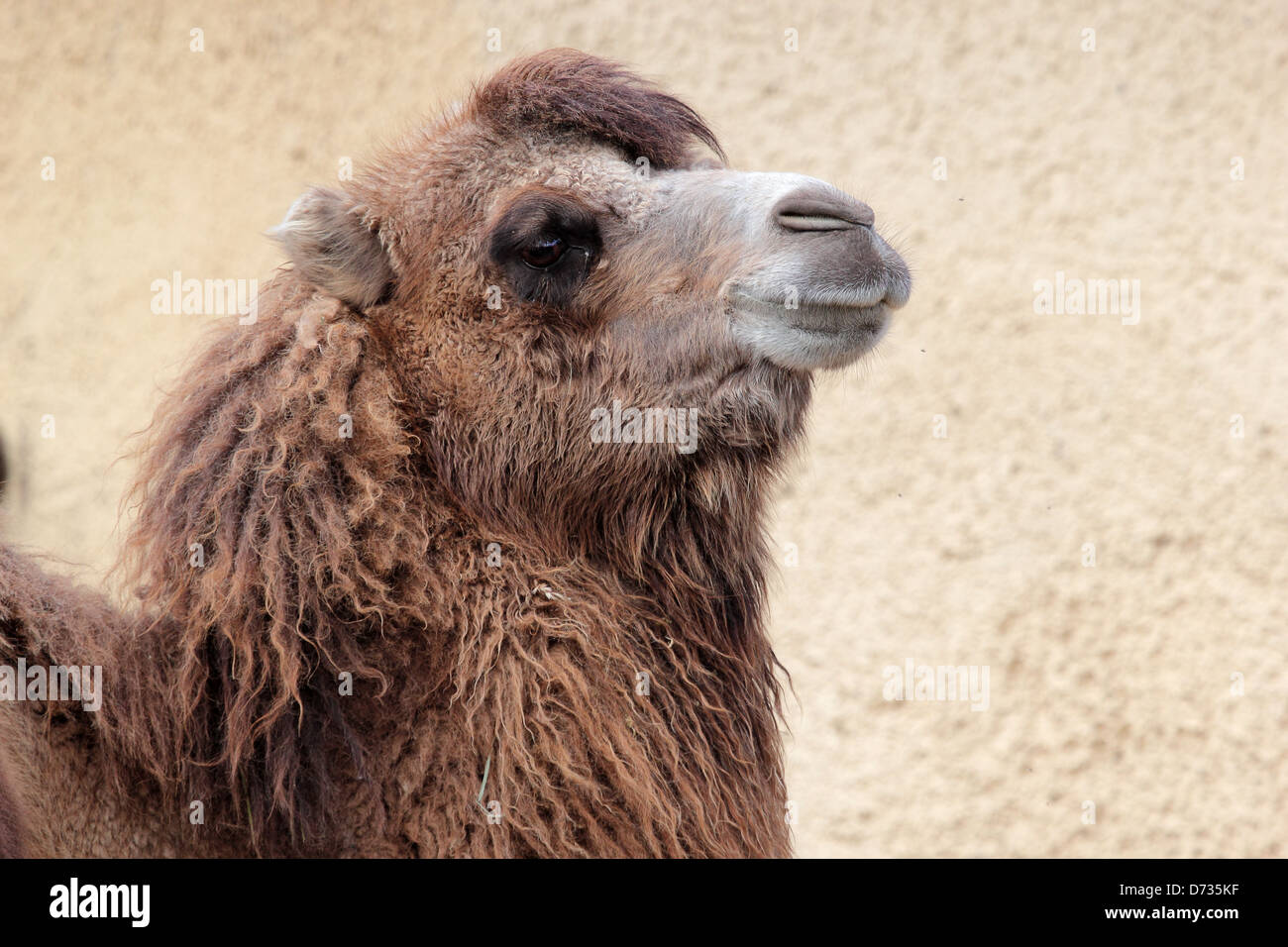 Portrait of a Camel (Camelus bactrianus Stock Photo - Alamy