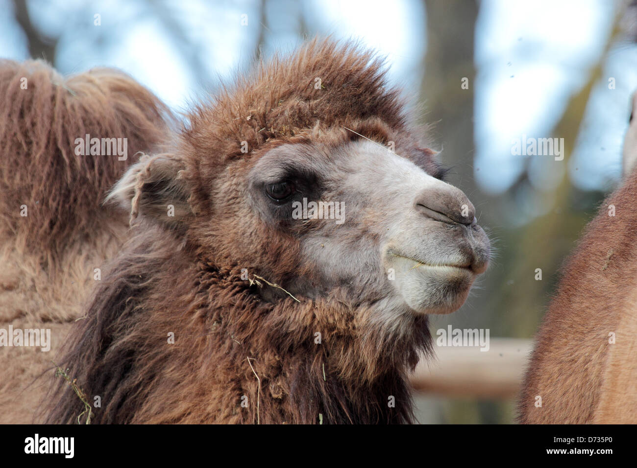 Portrait of a Camel (Camelus bactrianus Stock Photo - Alamy