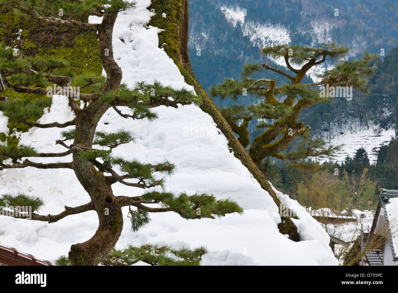Pine tree and traditional thatched roof house in the mountain covered ...