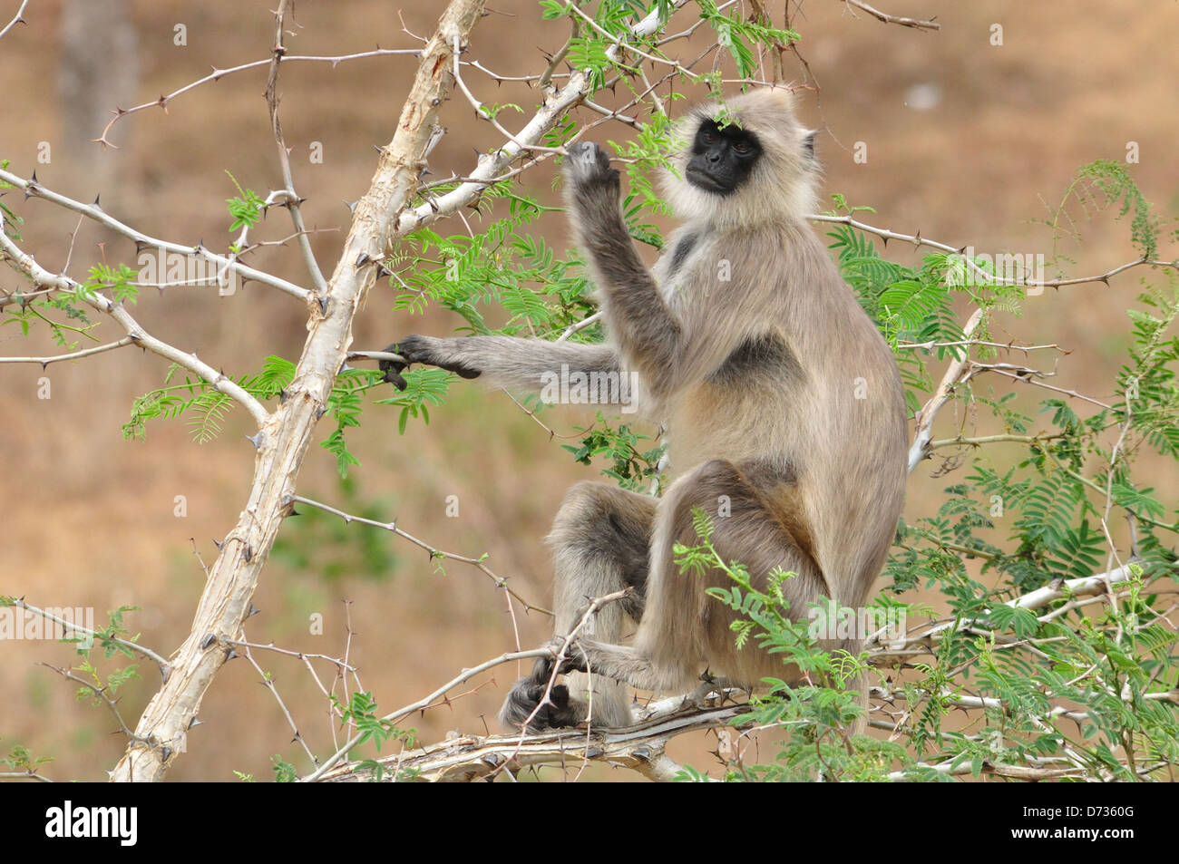 Indian Gray langur ( Semnopithecus entellus Stock Photo - Alamy