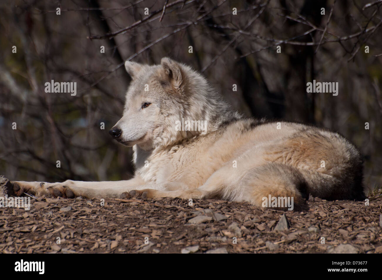 A Timber Wolf resting Stock Photo - Alamy