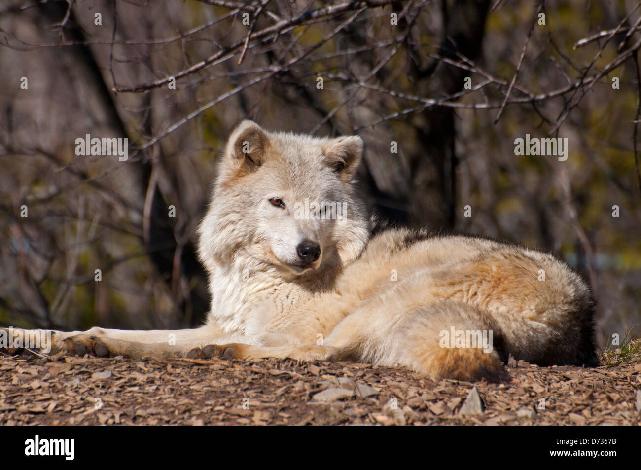 A Timber Wolf resting Stock Photo - Alamy
