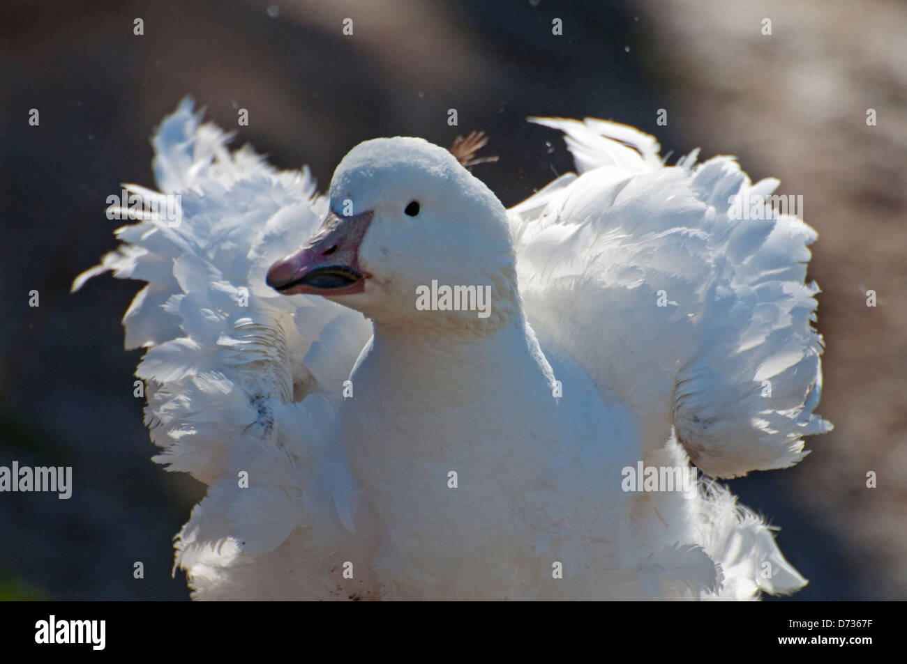 A Snow Goose with ruffled feathers Stock Photo - Alamy