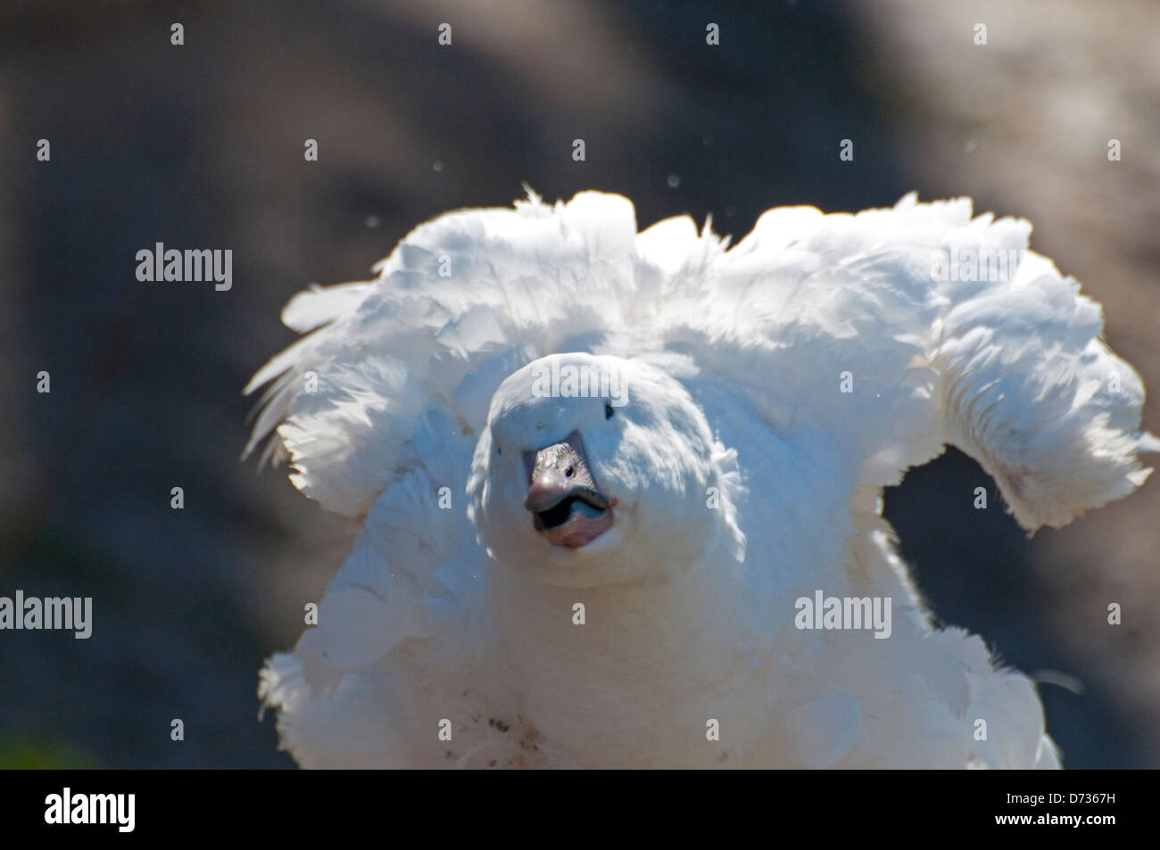 A Snow Goose with ruffled feathers Stock Photo - Alamy