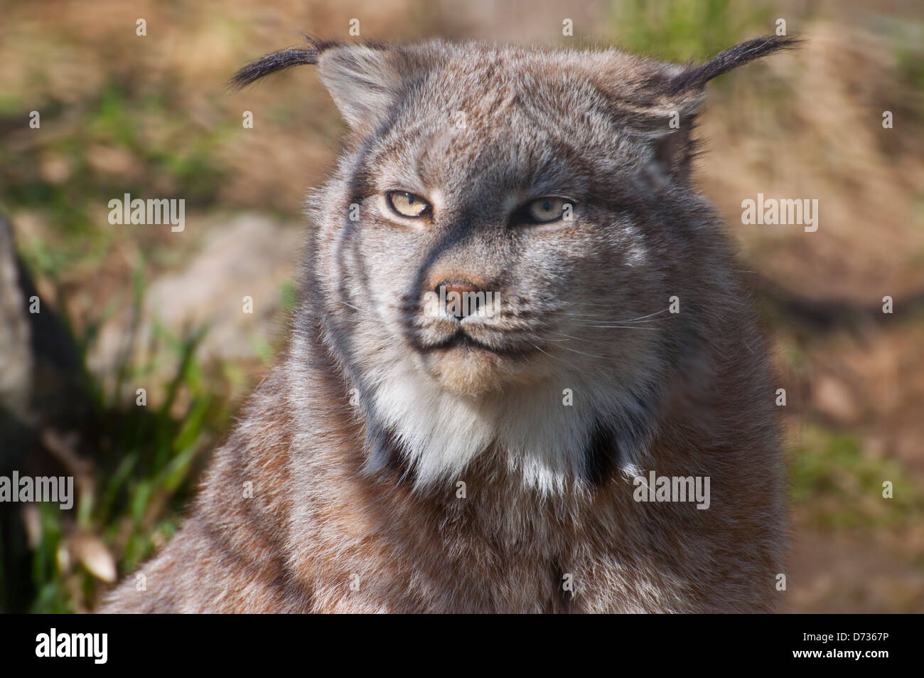 Close-up of a Canadian Lynx Stock Photo - Alamy