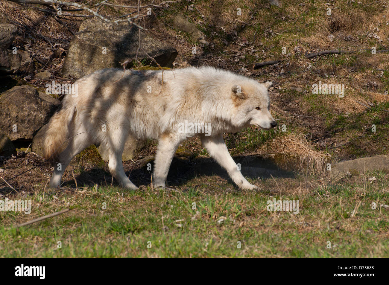 A Timber Wolf Stock Photo - Alamy