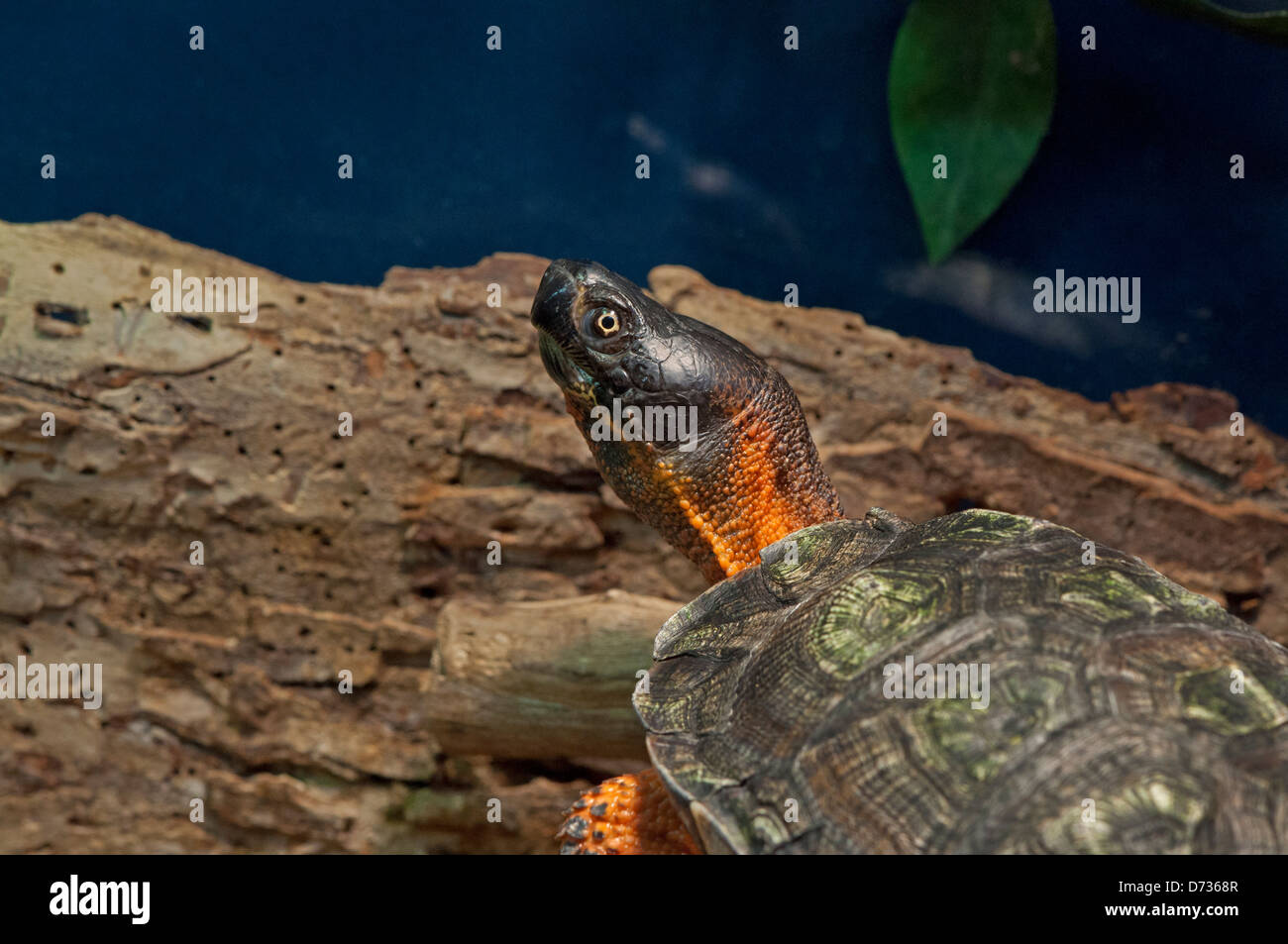 Wood turtle hi-res stock photography and images - Alamy
