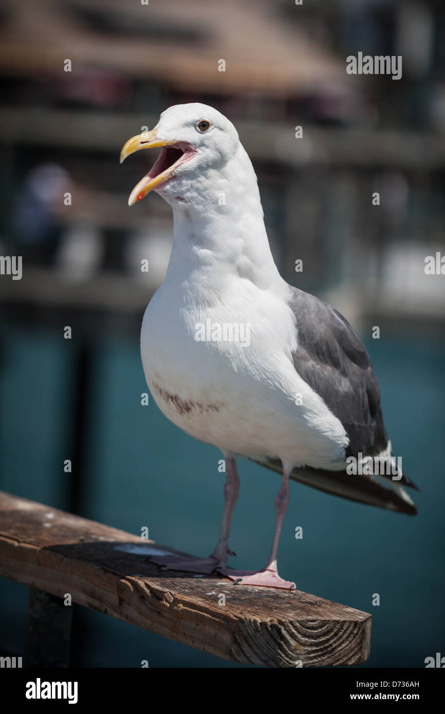Seagull with the beak open standing on a pier by the ocean Stock Photo ...