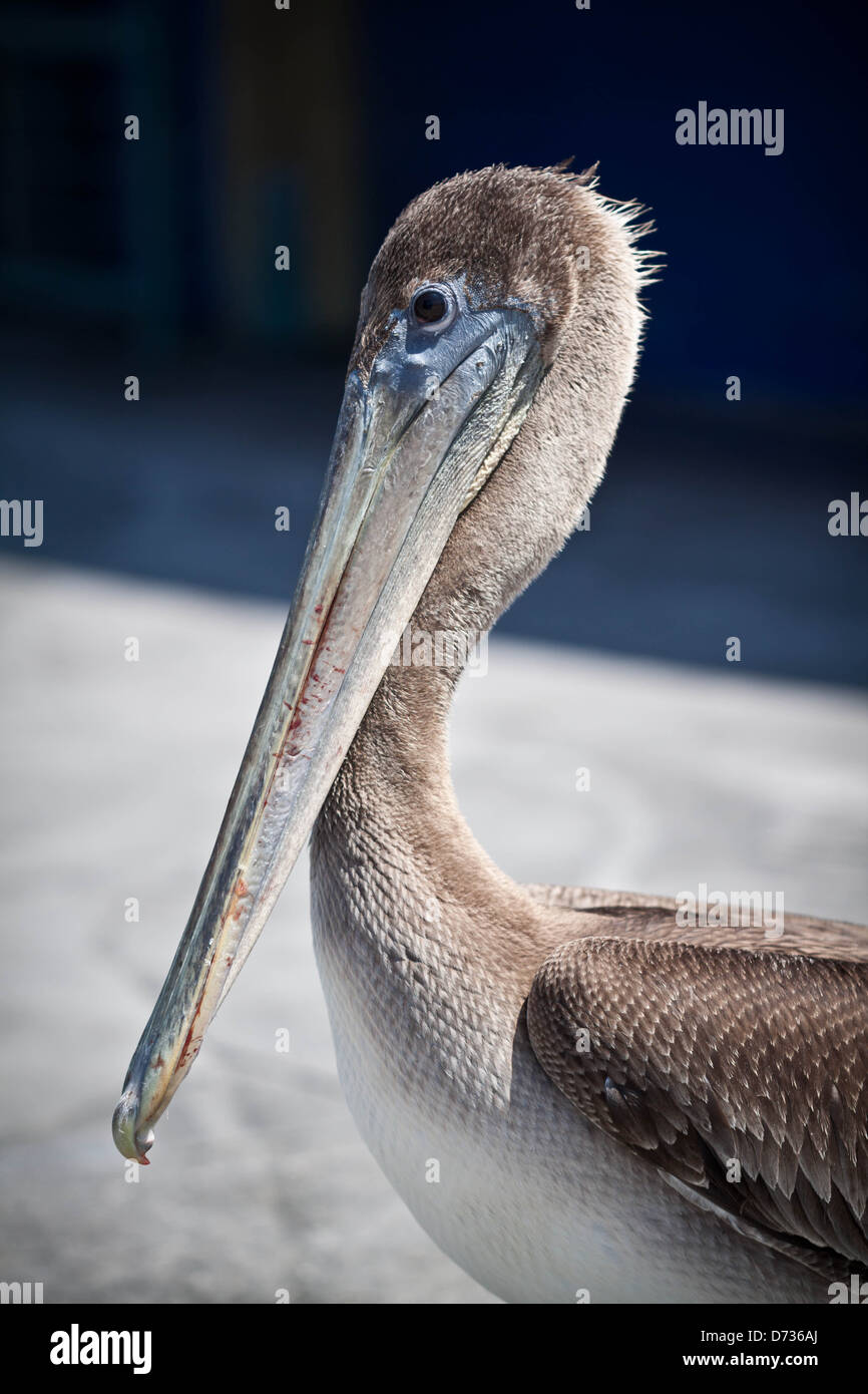 American Pelican standing - profile Stock Photo - Alamy