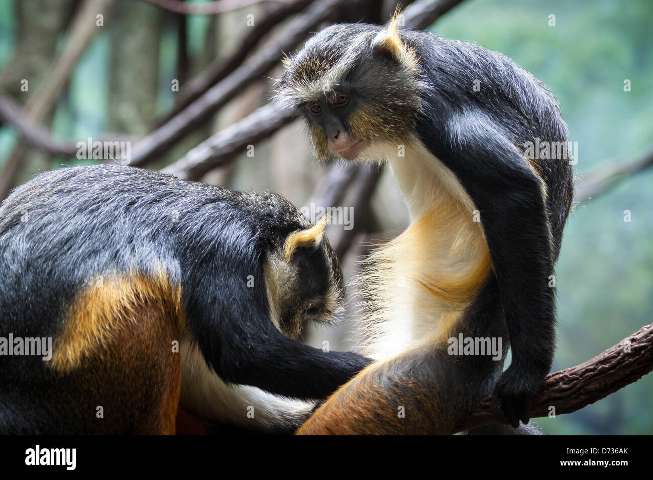 Two hilarious monkeys grooming each other Stock Photo - Alamy