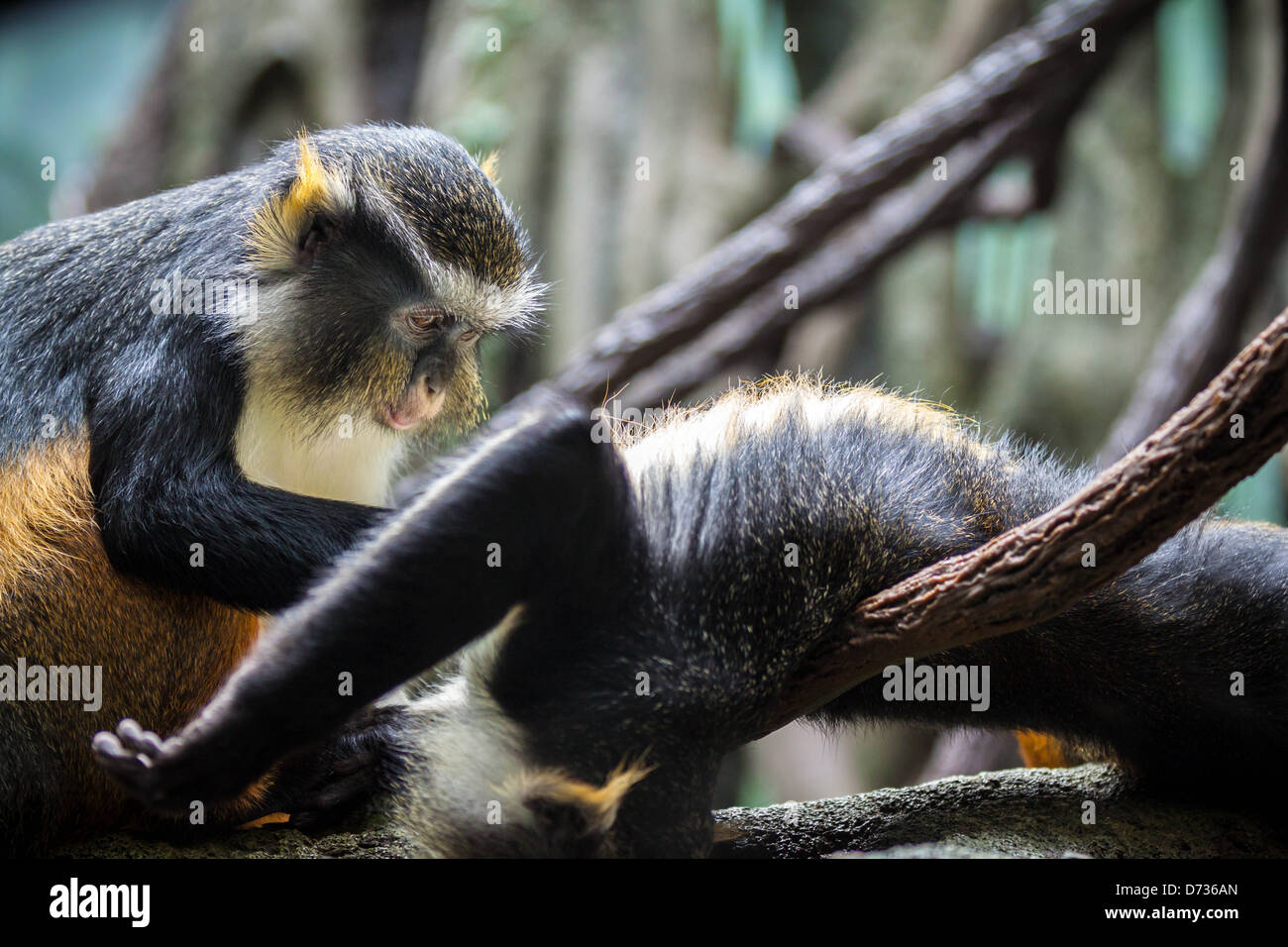 Two hilarious monkeys grooming each other Stock Photo - Alamy