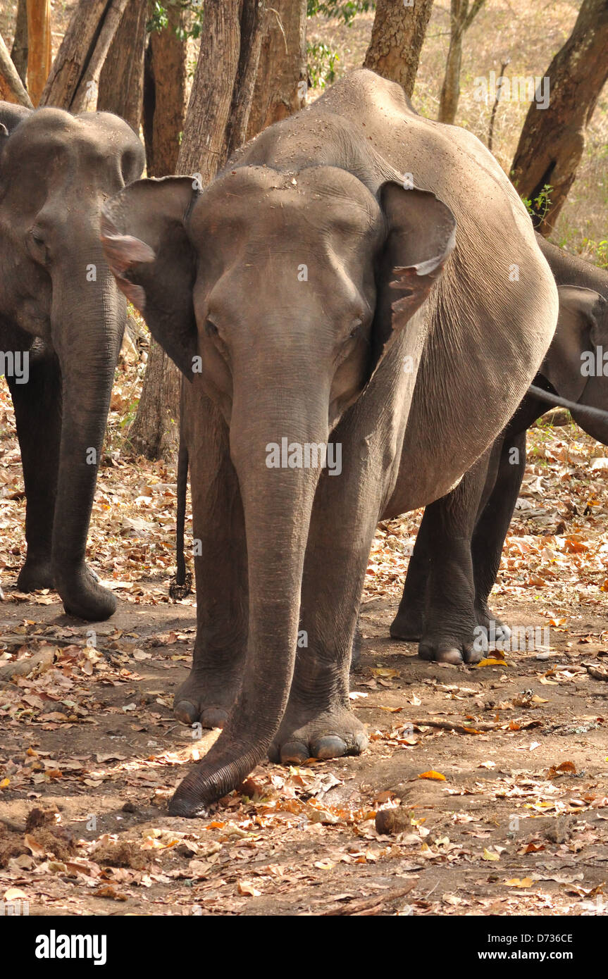 Indian Elephant ( Elephas maximus indicus Stock Photo - Alamy