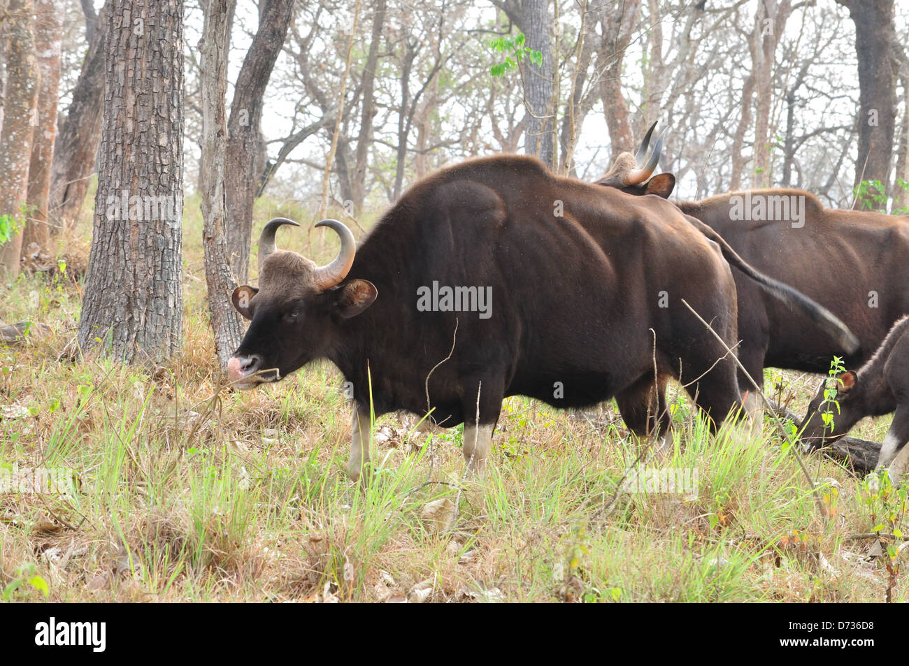 Indian Bison ( Bos gaurus Stock Photo - Alamy