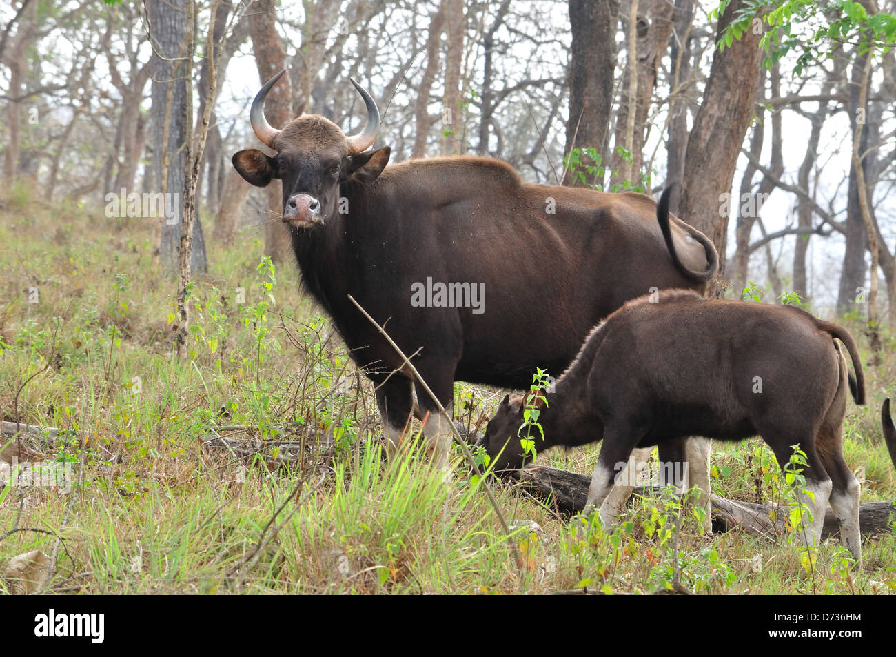 Indian Bison ( Bos gaurus Stock Photo - Alamy