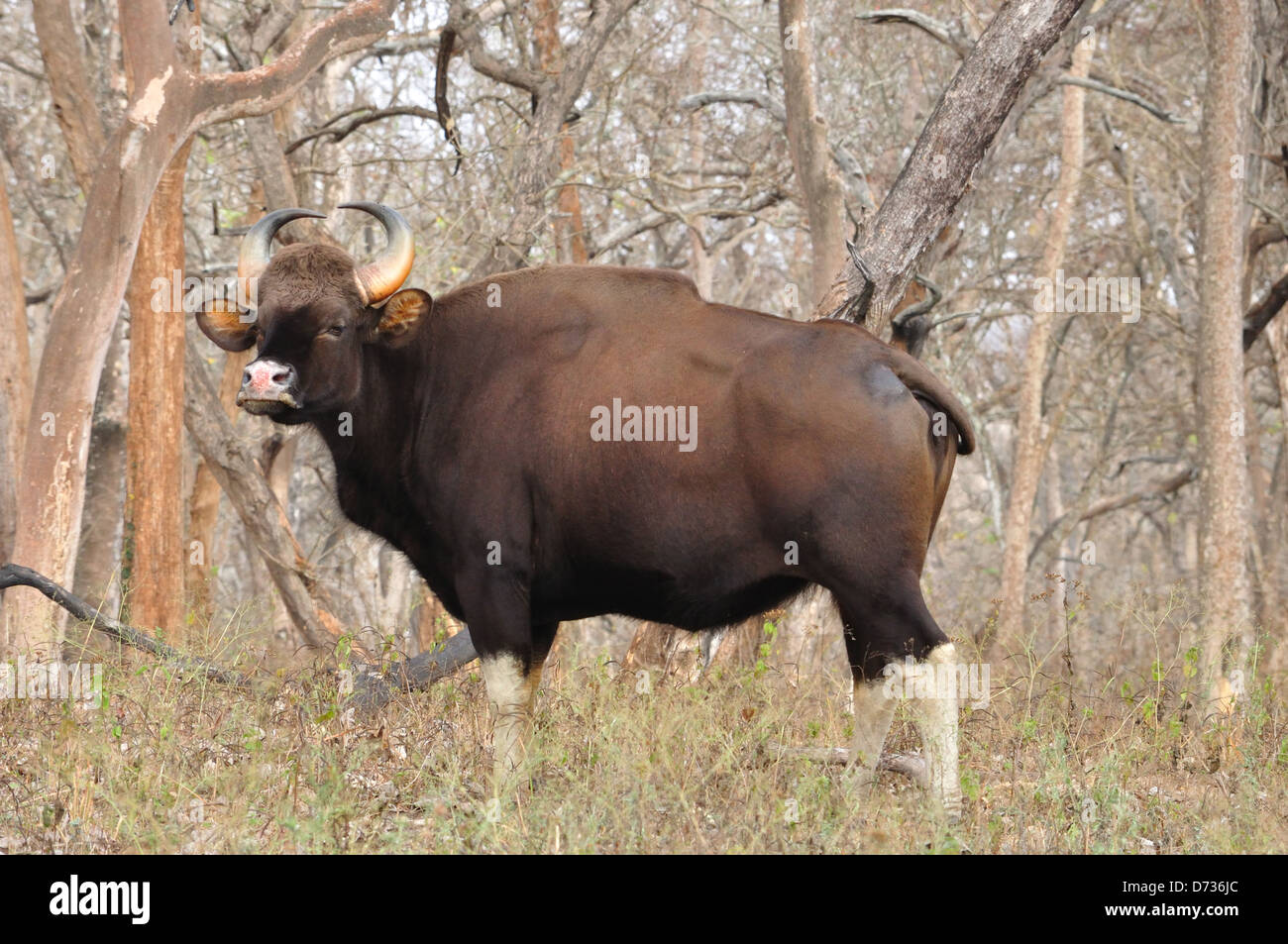 Indian Bison ( Bos gaurus Stock Photo - Alamy
