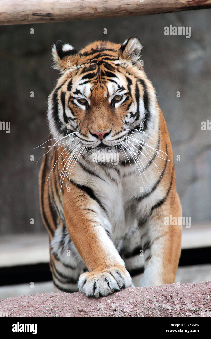 A Siberian tiger (Panthera tigris altaica) approaching threatening ...