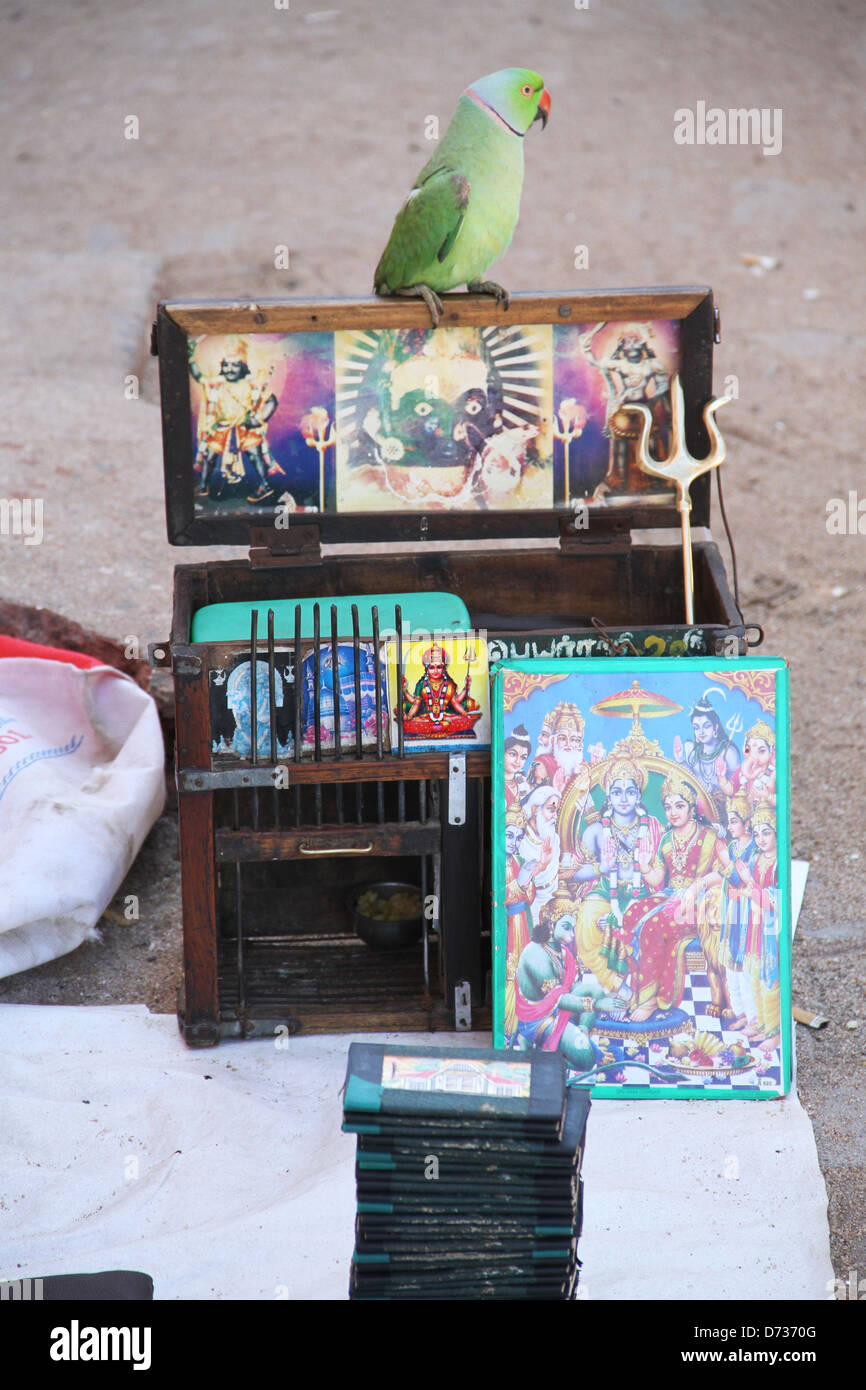 Tarot cards and a parrot Stock Photo - Alamy