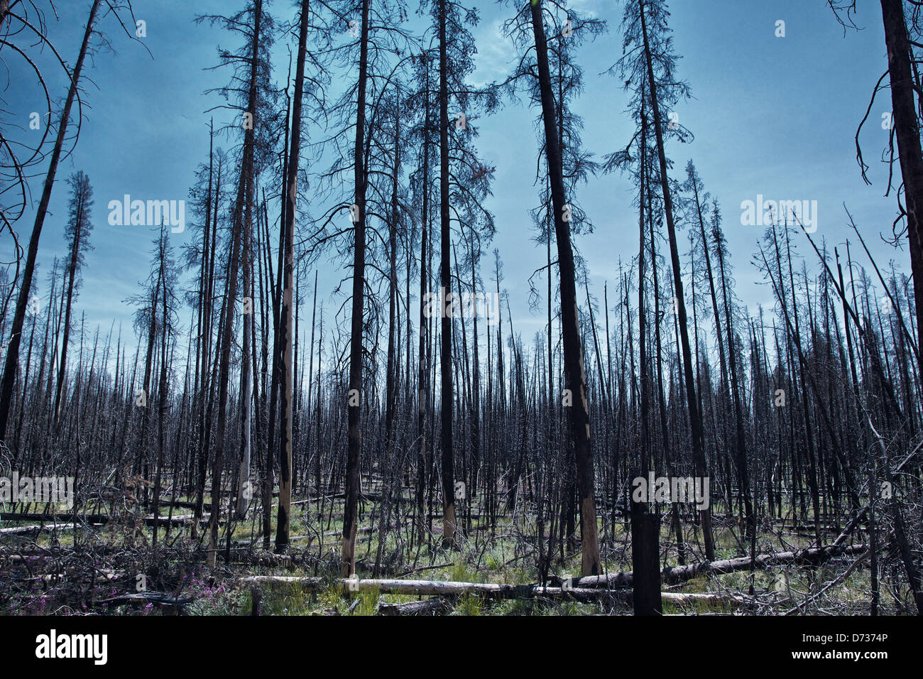 Forest fire scar hi-res stock photography and images - Alamy
