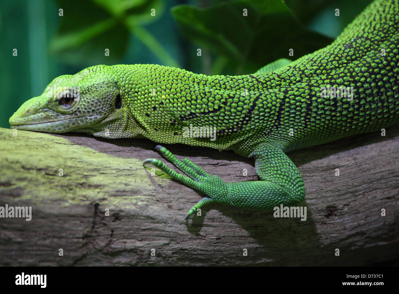 Green Tree Monitor Cage