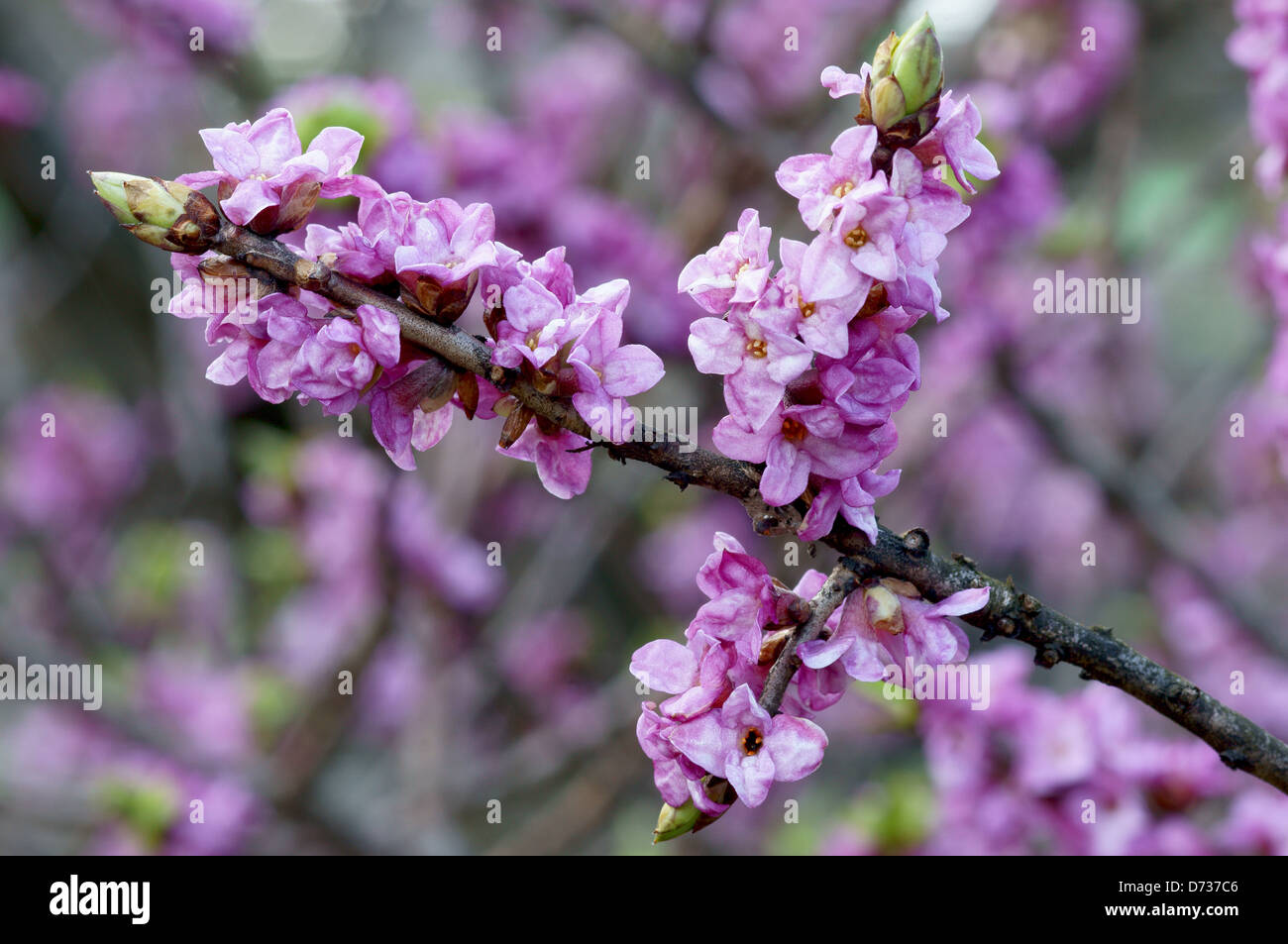 Mezereon flowers blossom Daphne mezereum Stock Photo - Alamy
