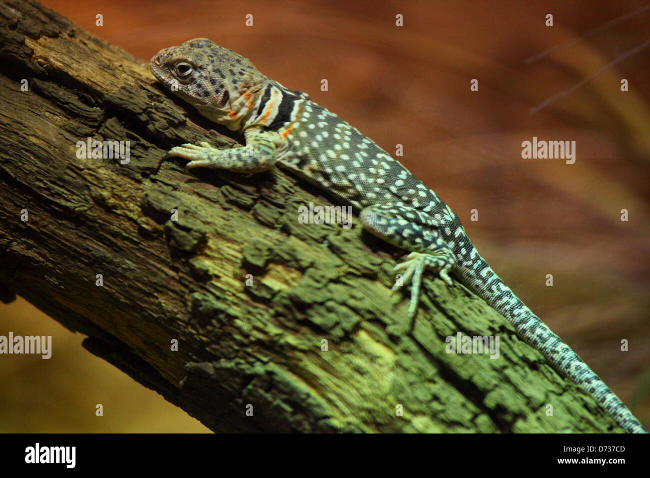 Collared lizard (Crotaphytus collaris Stock Photo - Alamy