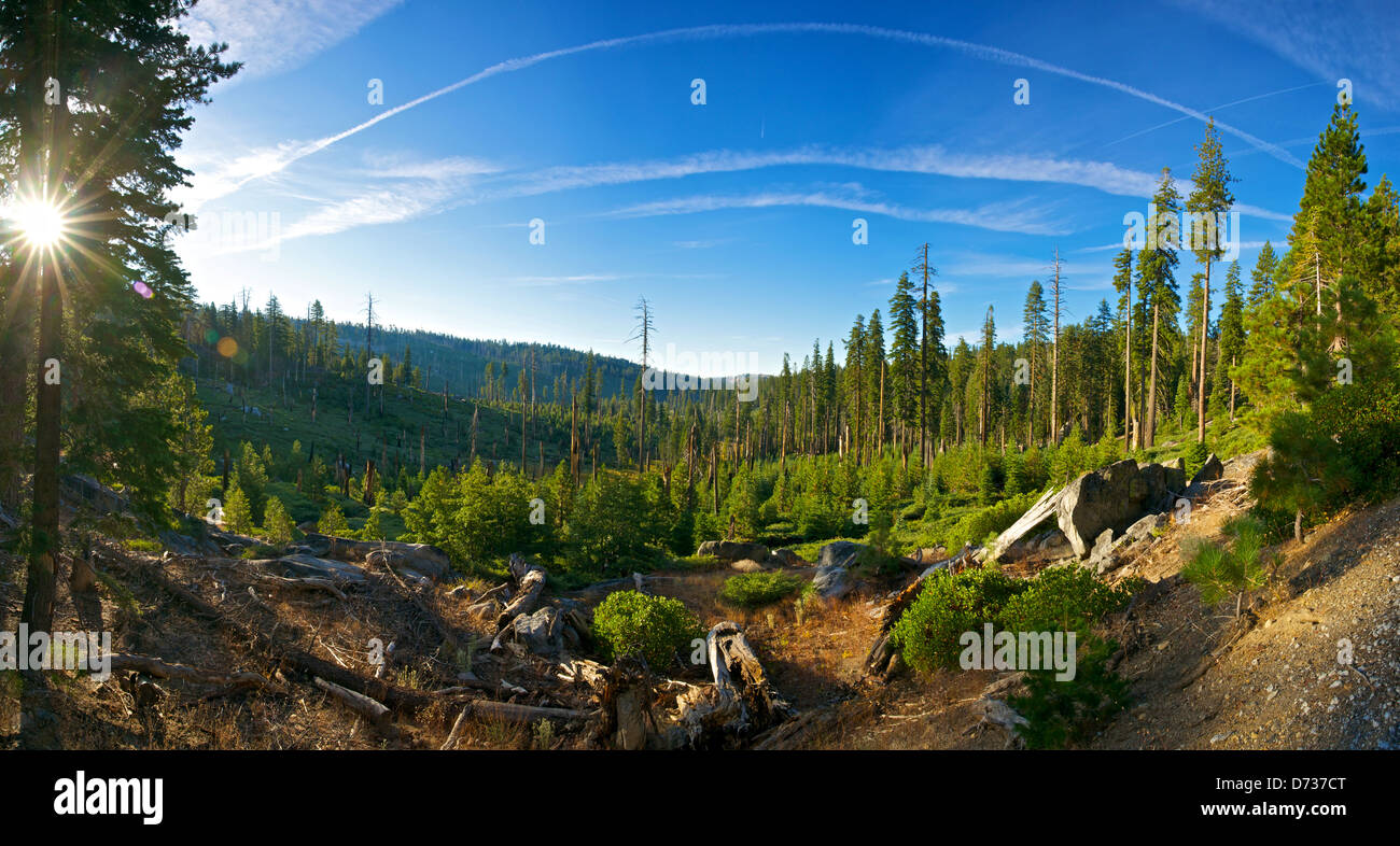 Burned out pine forest hi-res stock photography and images - Alamy